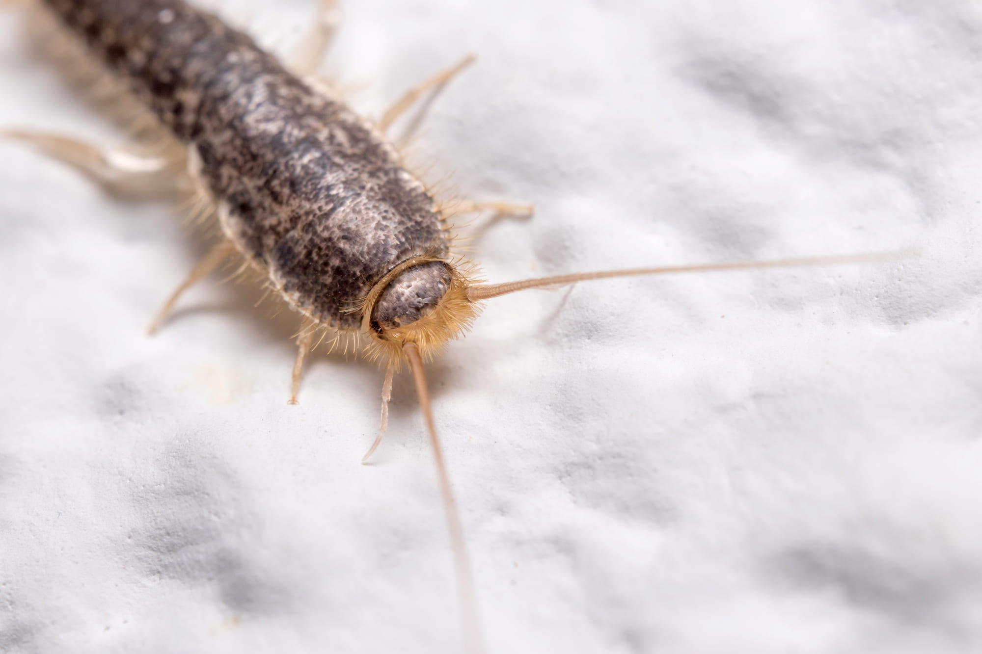 Bichos de la Humedad: 6 tipos de bichos y cómo eliminarlos